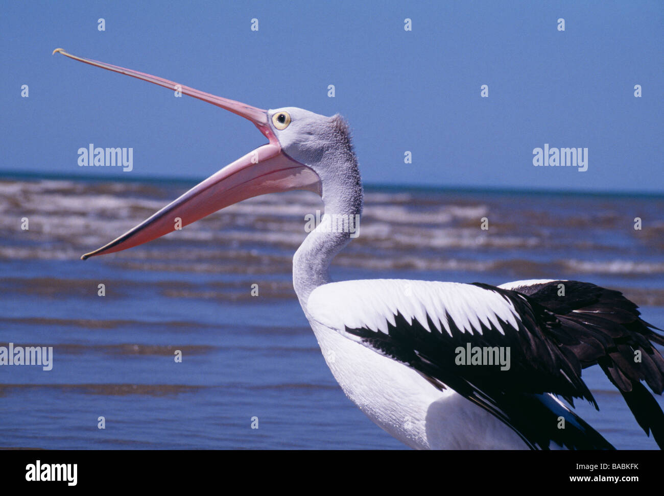 Crane with open beak Stock Photo - Alamy