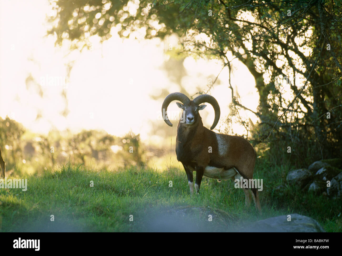Ram standing on grass Stock Photo - Alamy