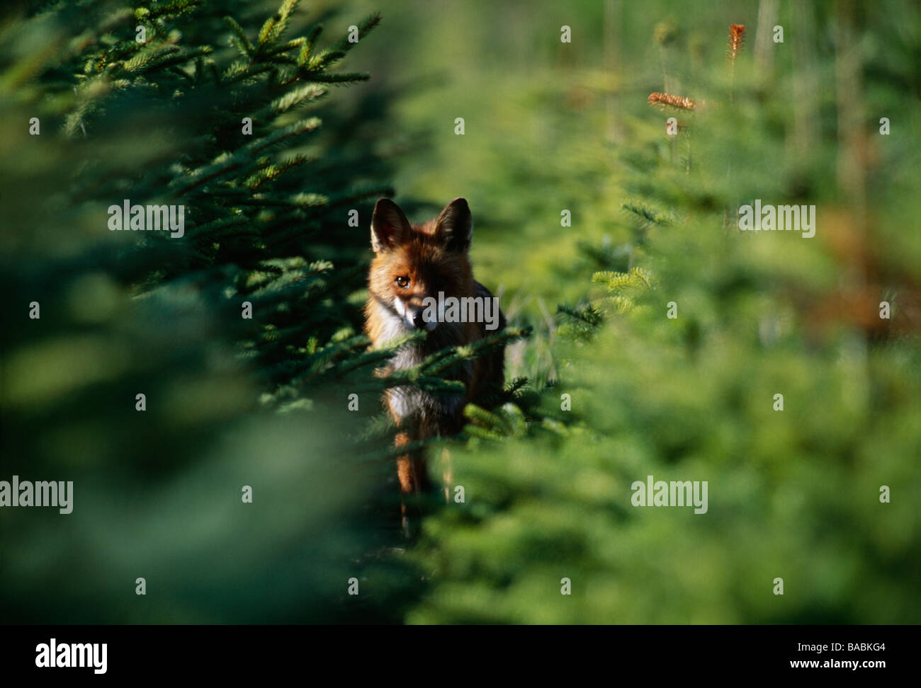 Fox standing behind trees Stock Photo - Alamy