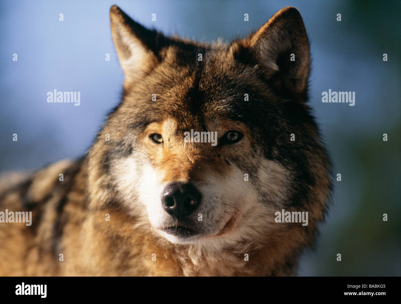 Scandinavian wolf hi-res stock photography and images - Alamy