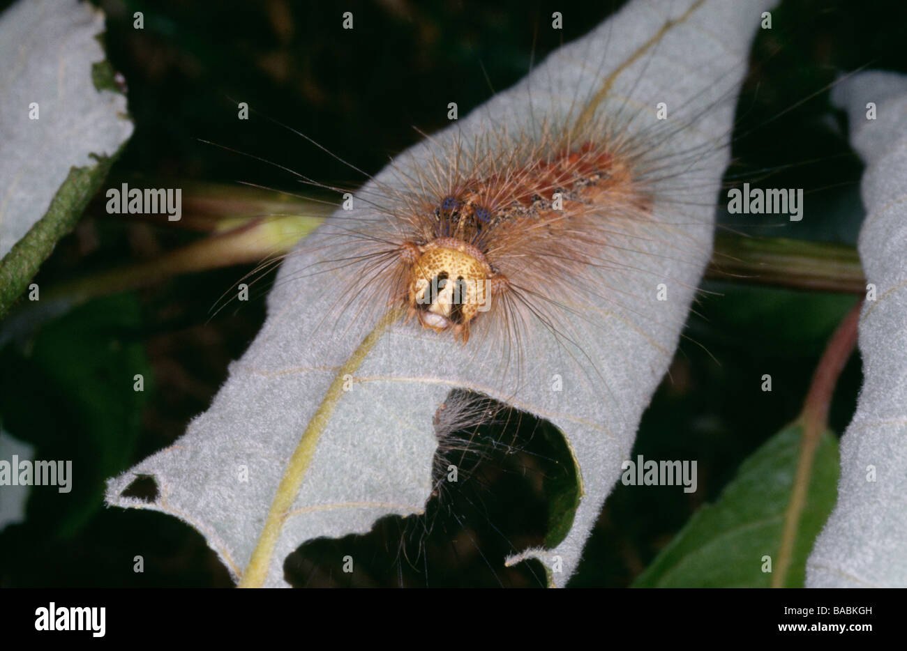 Small insect on leaf Stock Photo - Alamy