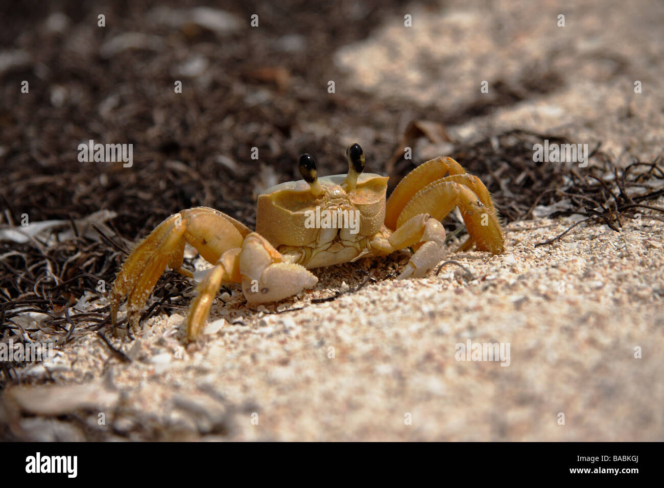 Hard shell crab hi-res stock photography and images - Alamy