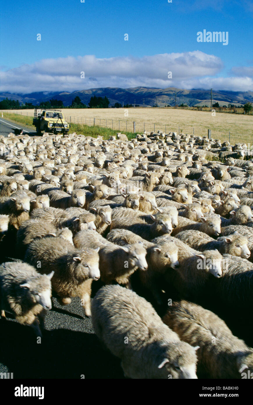 Car behind sheep hi-res stock photography and images - Alamy