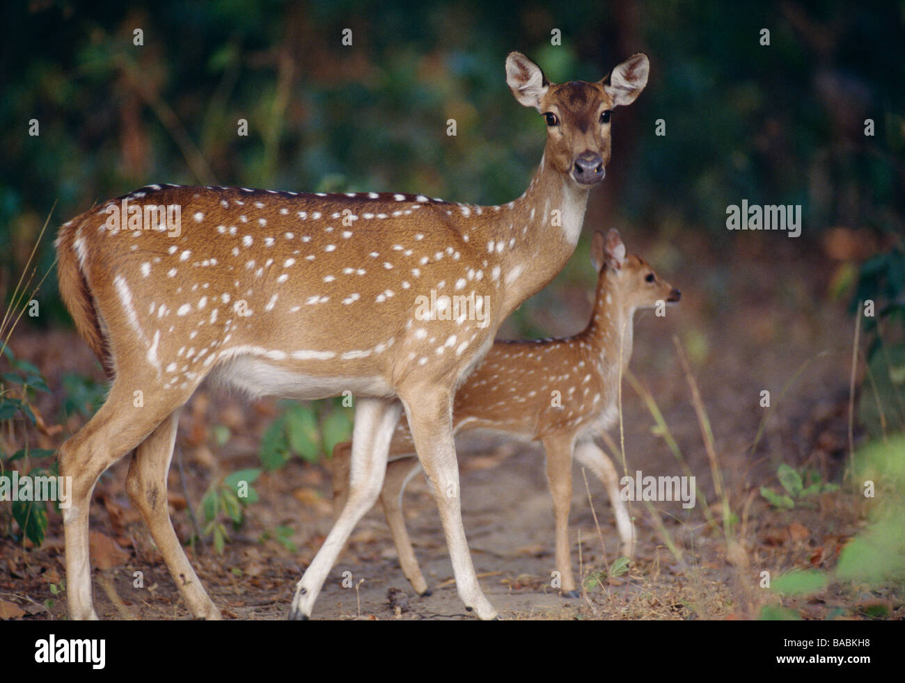 Deer side view Stock Photo - Alamy