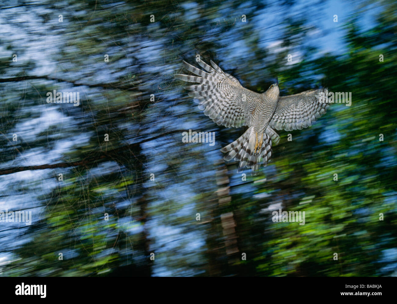 Nightjar flying hi-res stock photography and images - Alamy