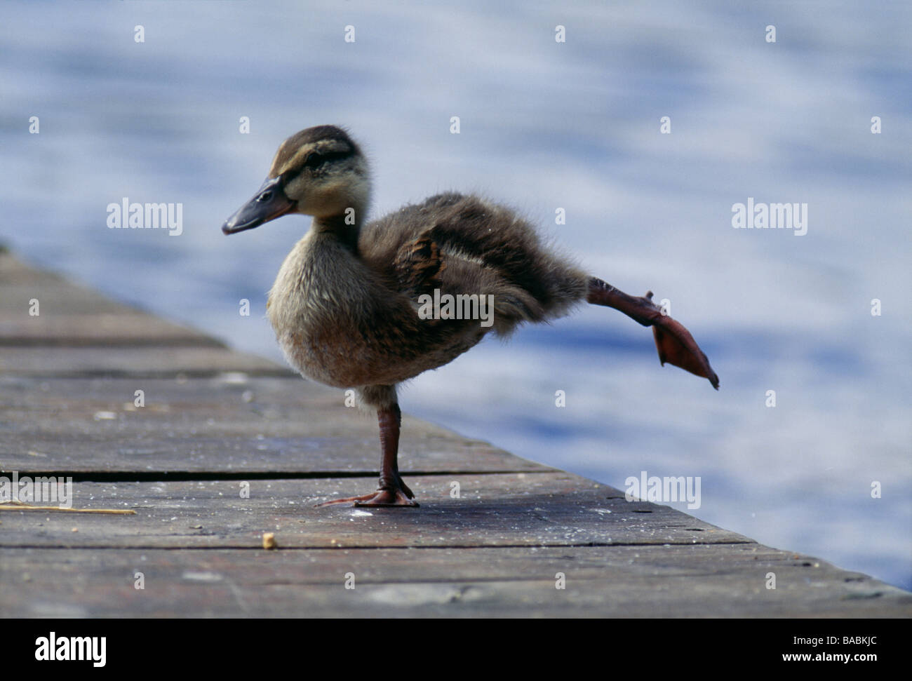 Duck on wooden deck Stock Photo - Alamy