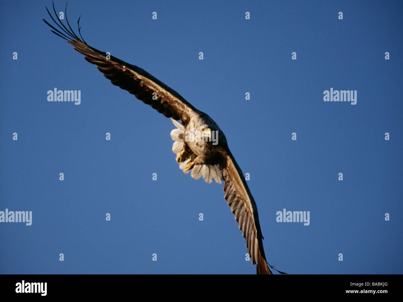 Eagle in flight Stock Photo - Alamy