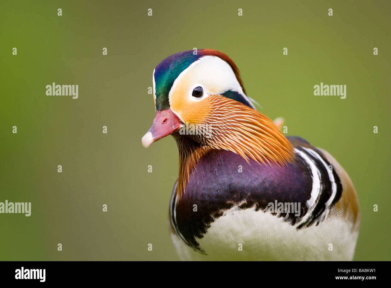 Drake head hi-res stock photography and images - Alamy