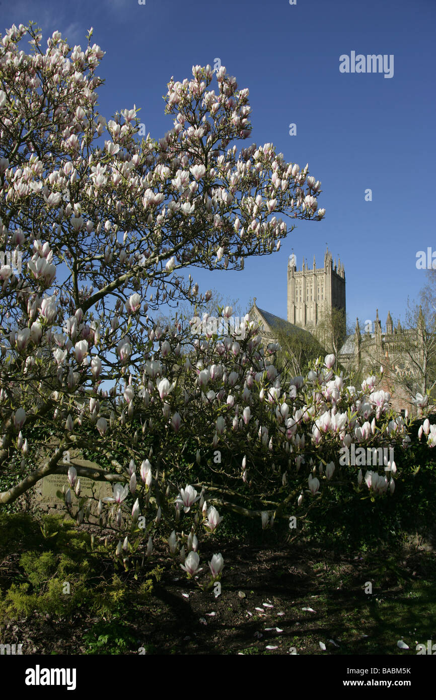 City of Wells, England. Magnolia Tree with the Central Tower of Wells ...