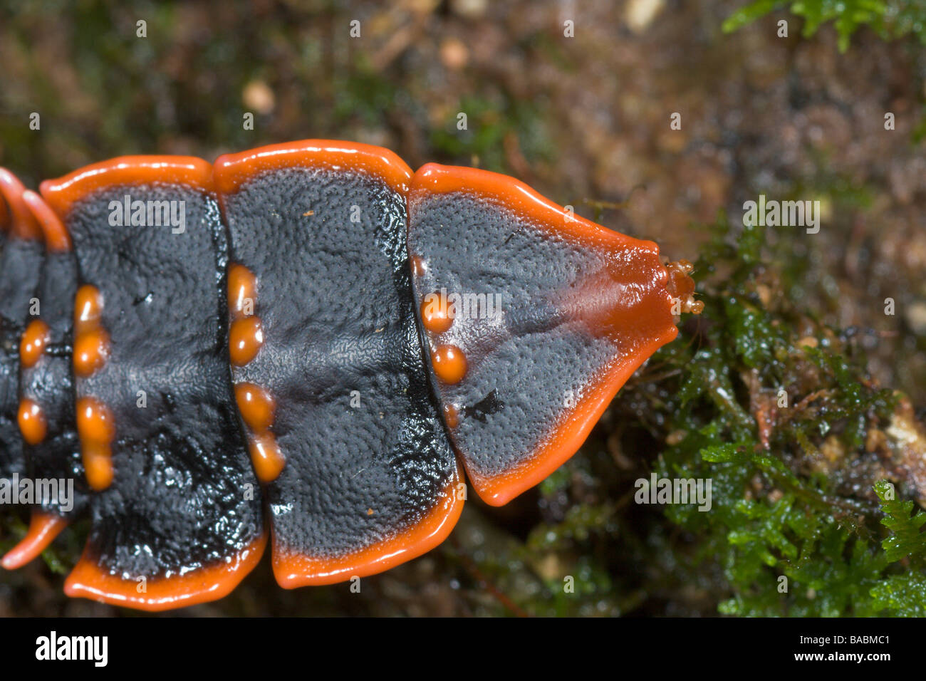 Trilobite beetle duliticola paradoxa female hi-res stock photography ...