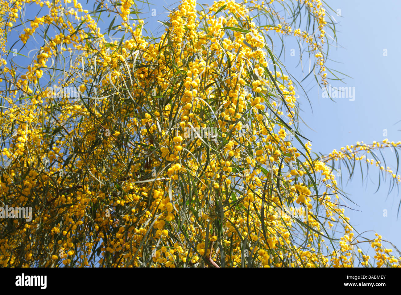 Acacia cyanophylla acacia cyanophylla hi-res stock photography and ...