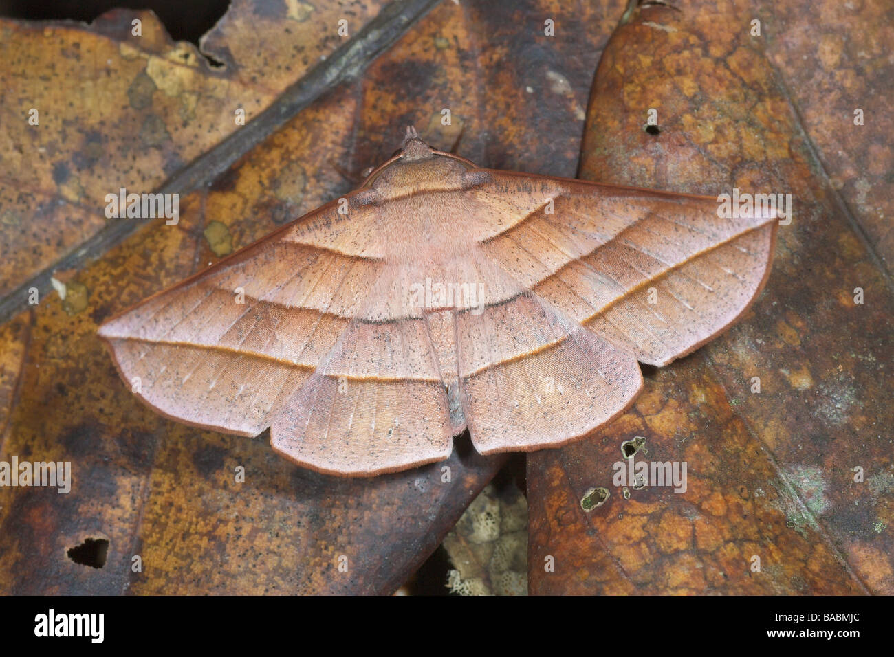 Brown Moth Kinabalu National Park Sabah Borneo Malaysia Stock Photo - Alamy