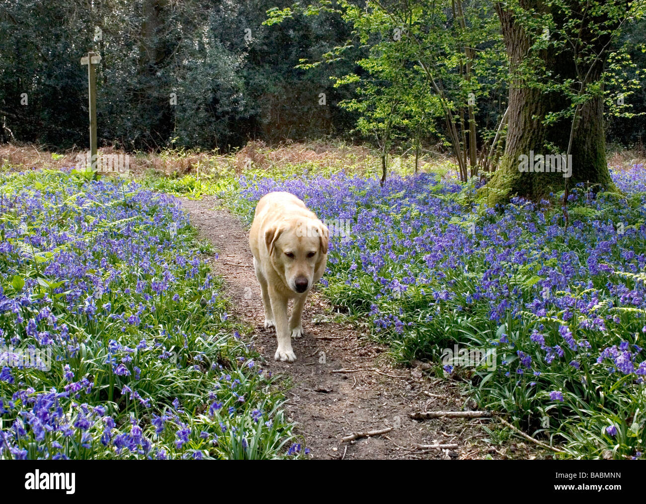 Golden labrador hi-res stock photography and images - Alamy