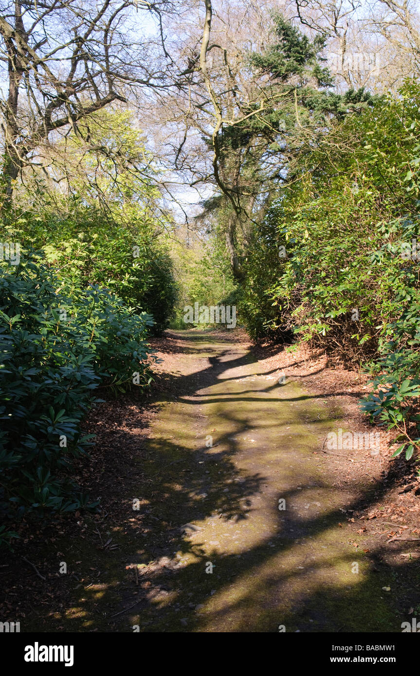 Empty path through a forest Stock Photo - Alamy