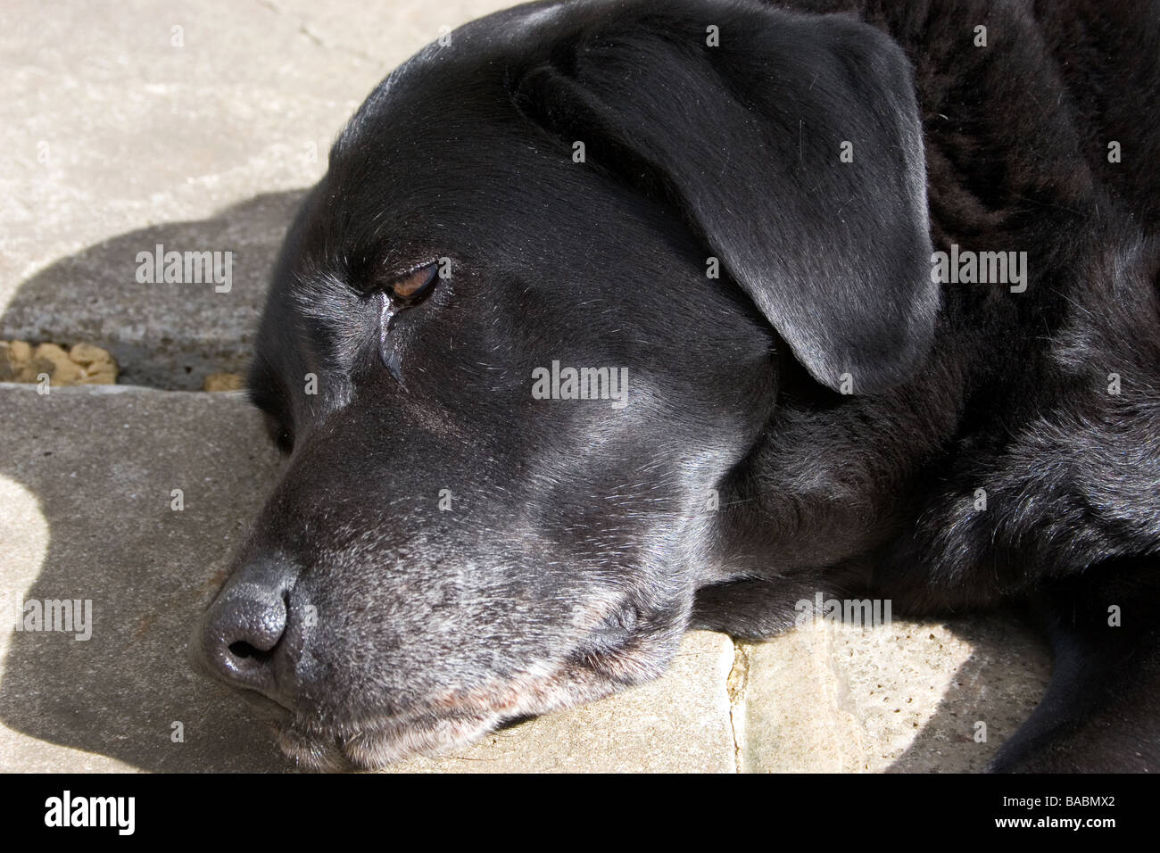 elderly black labrador dog asleep or collapsed outside Stock Photo - Alamy
