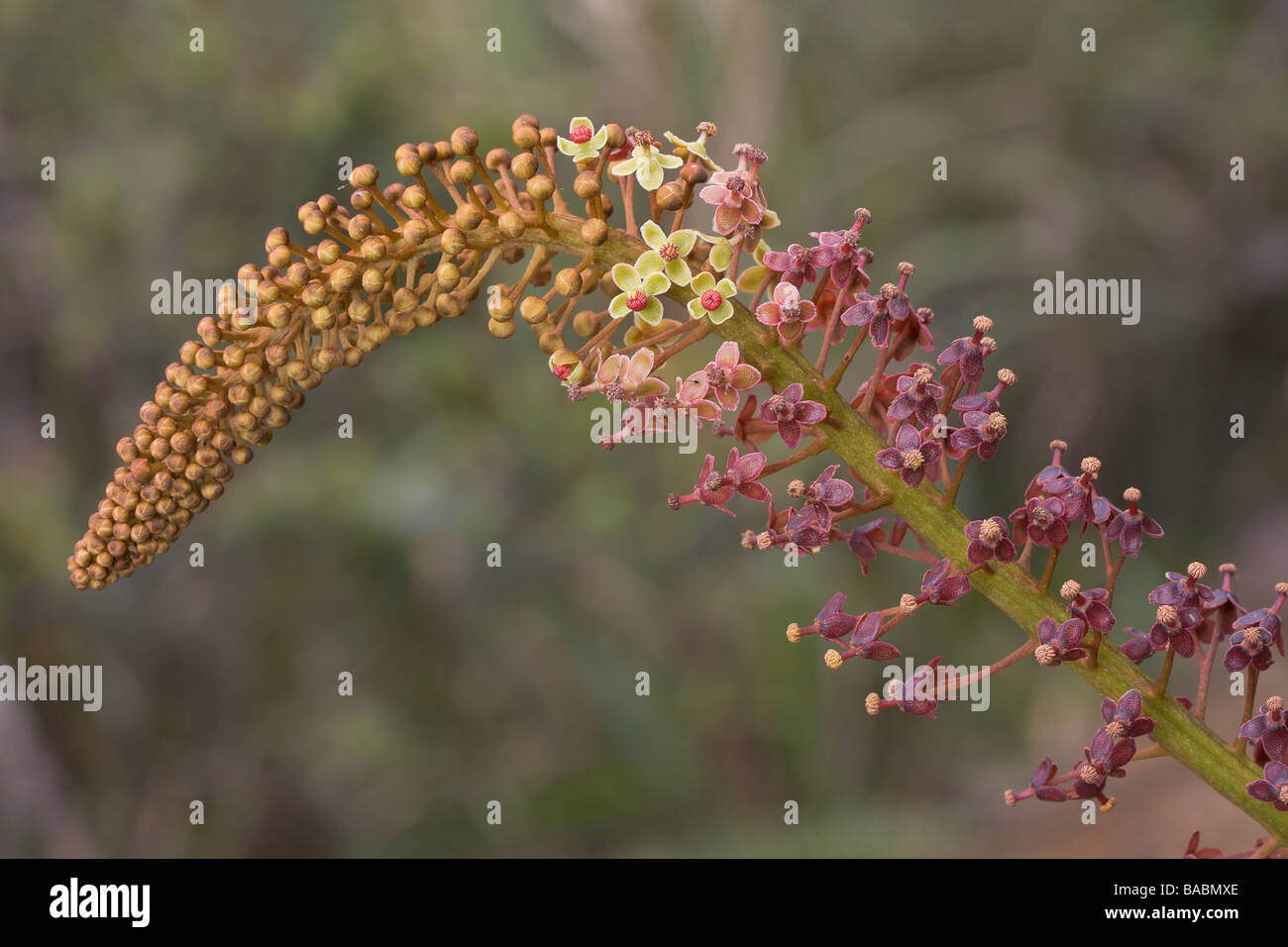 Pitcher Plant Nepenthes rajah flower spike detail Kinabalu Nat Park ...