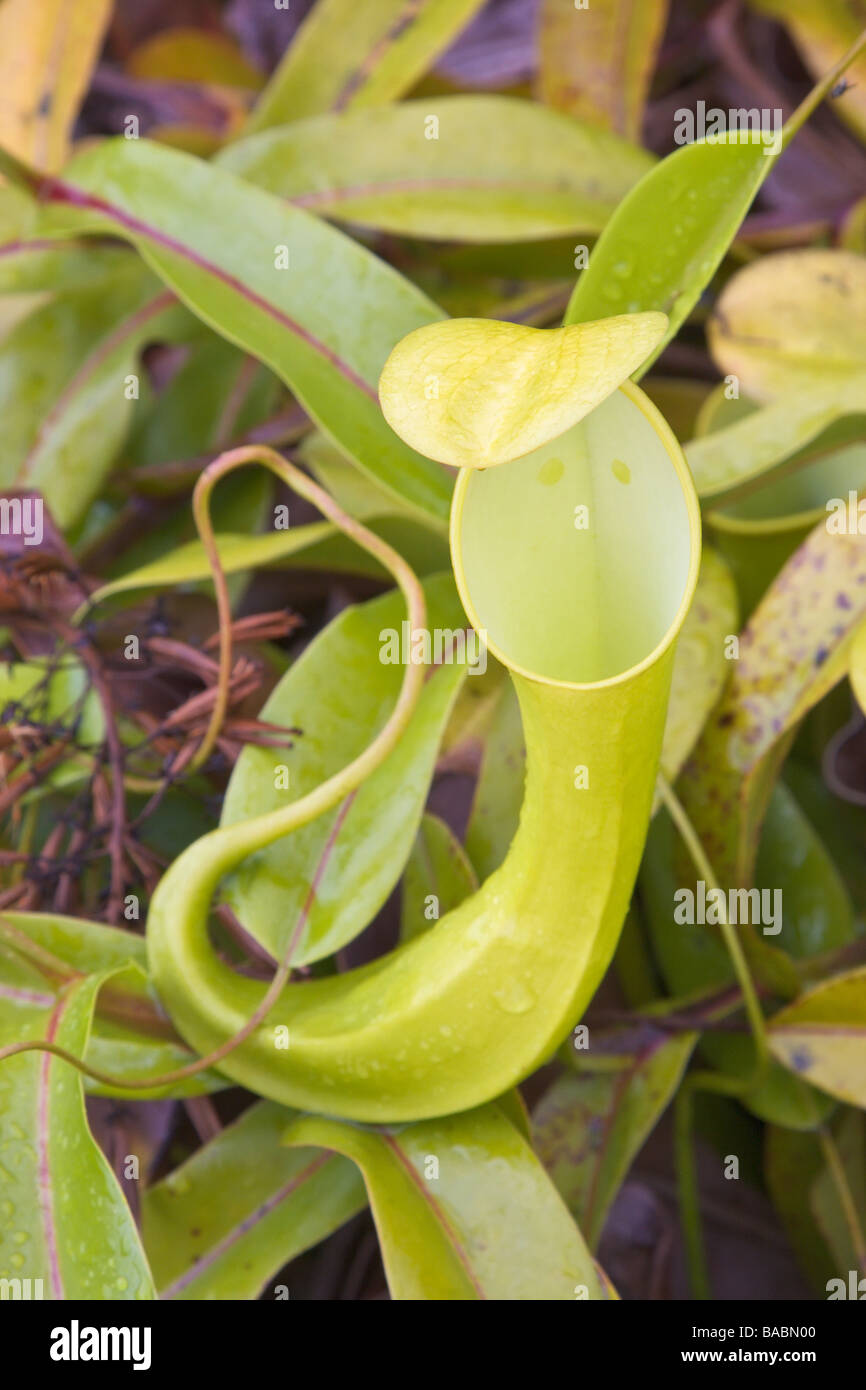 Pitcher Plant Nepenthes reinwardtiana Kinabalu Nat Park Sabah Borneo ...