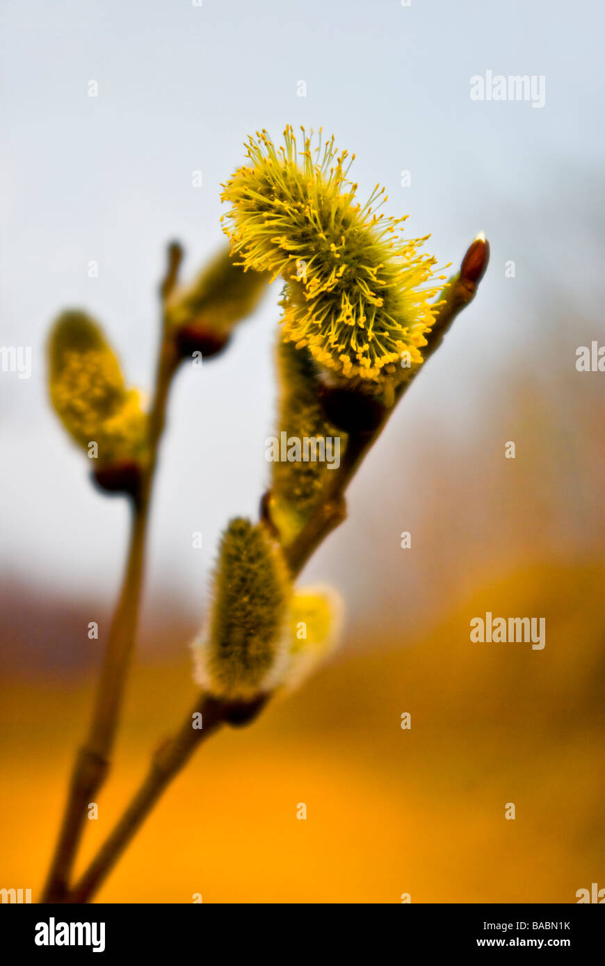 Colorful, yellow catkin. First sign of Spring. Closeup with blurred ...