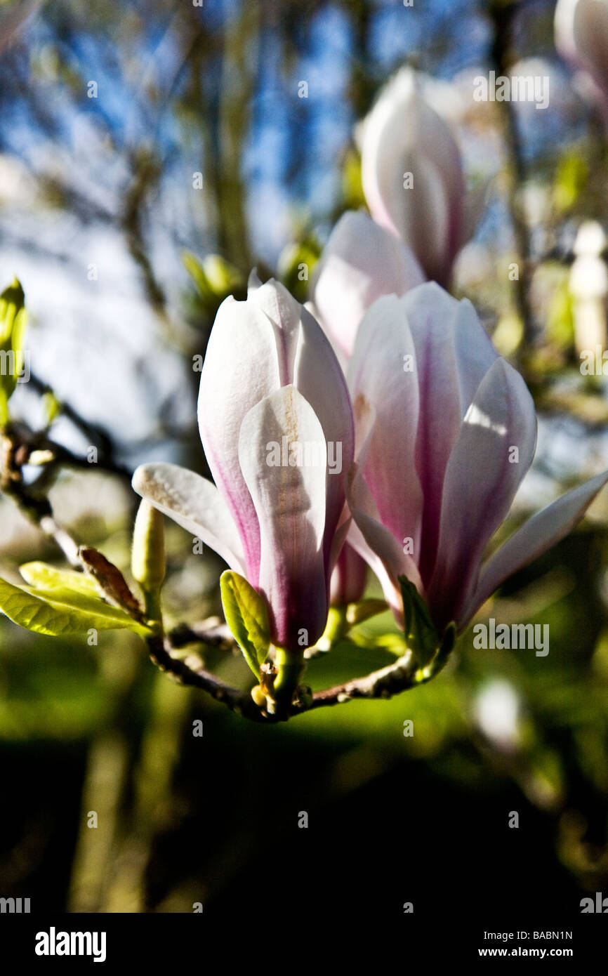 Magnolia flowering in spring sunshine Stock Photo - Alamy