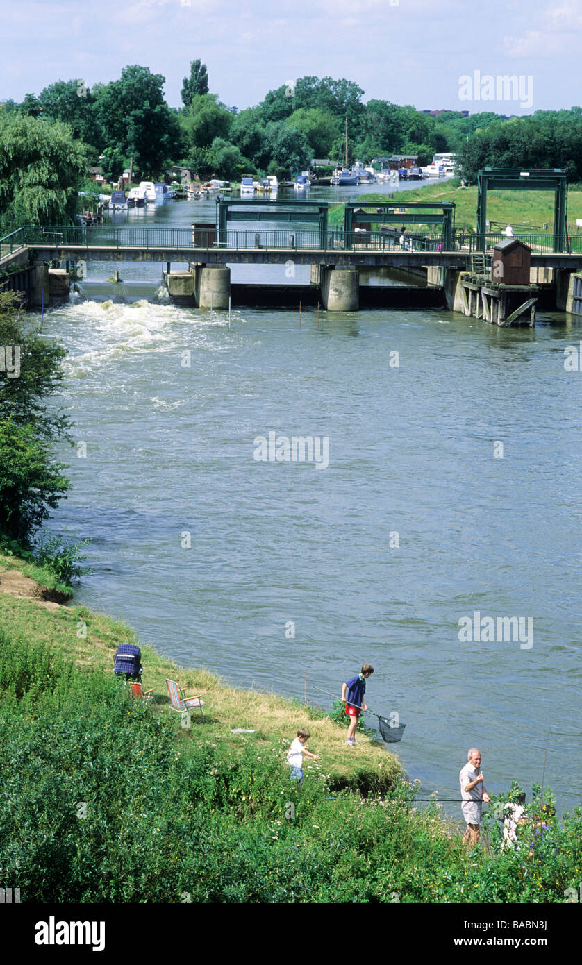 Nene hi-res stock photography and images - Alamy