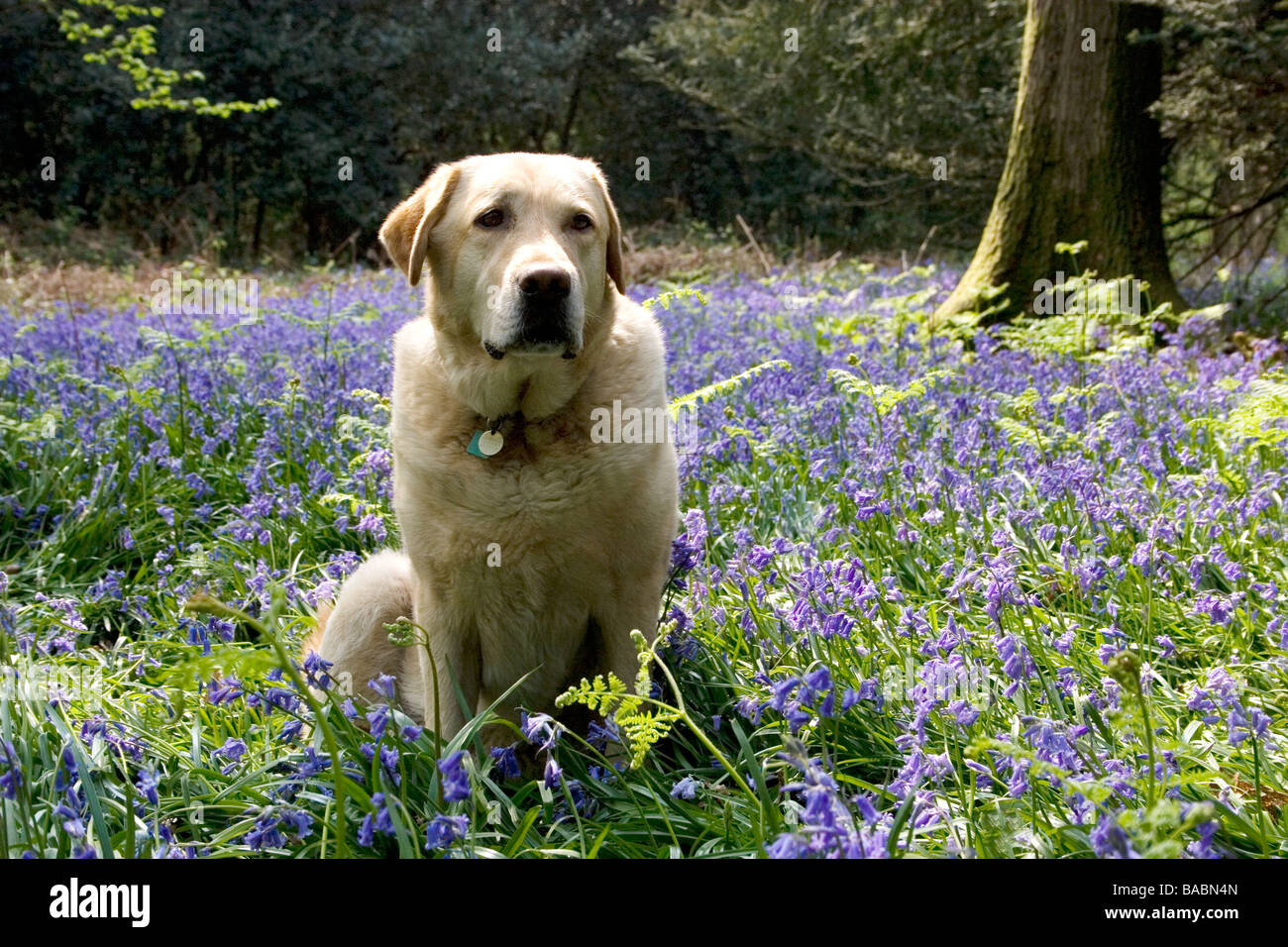 Fat dog hi-res stock photography and images - Alamy