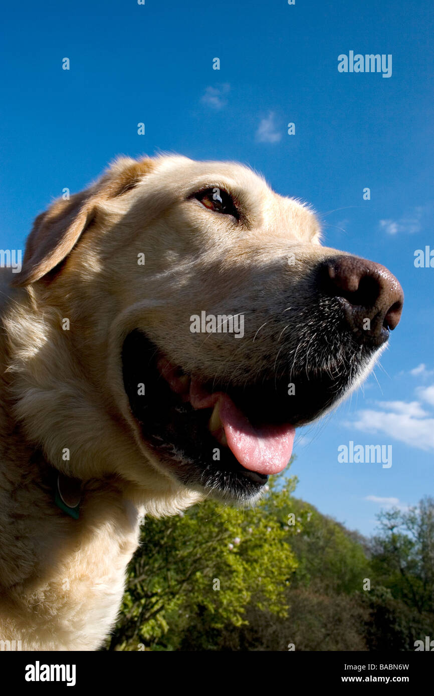 Labrador face hi-res stock photography and images - Alamy