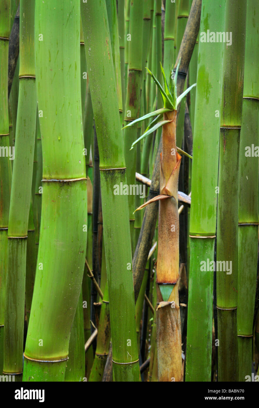 Bamboo forest along the Pipiwai trail to Waimoku Fall in the Kipahulu ...