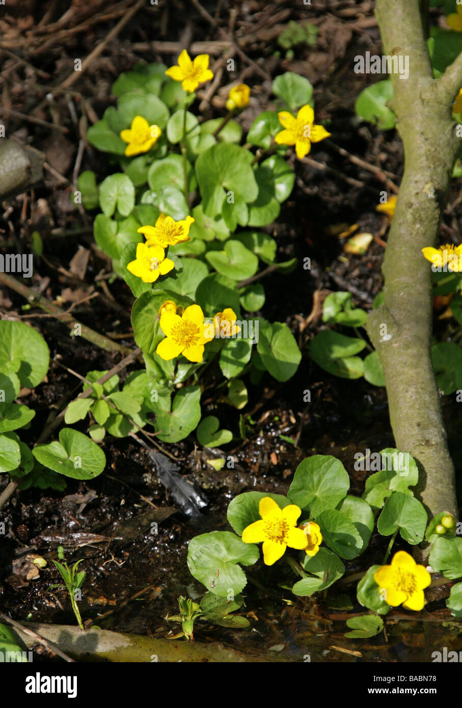 Marsh Marigold, Caltha palustris, Ranunculaceae Stock Photo - Alamy