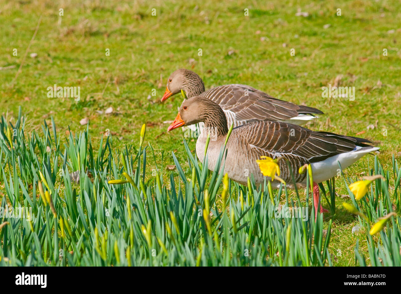 Pair of Ducks enjoying the spring sunshine in Hyde Park, London ...