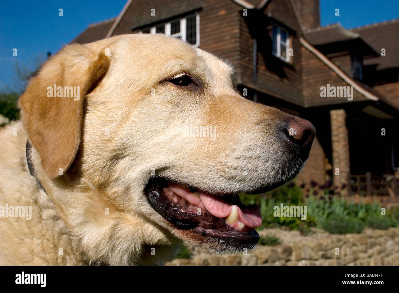 Labrador dog face hi-res stock photography and images - Alamy