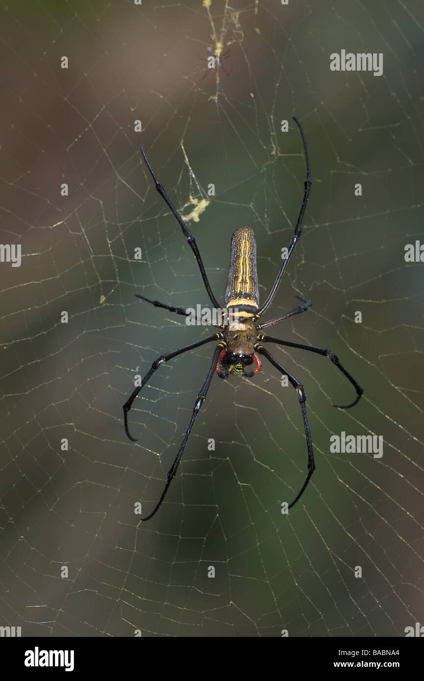 Orb Web Spider Nephila sp Sukau Sabah Borneo Malaysia Stock Photo - Alamy