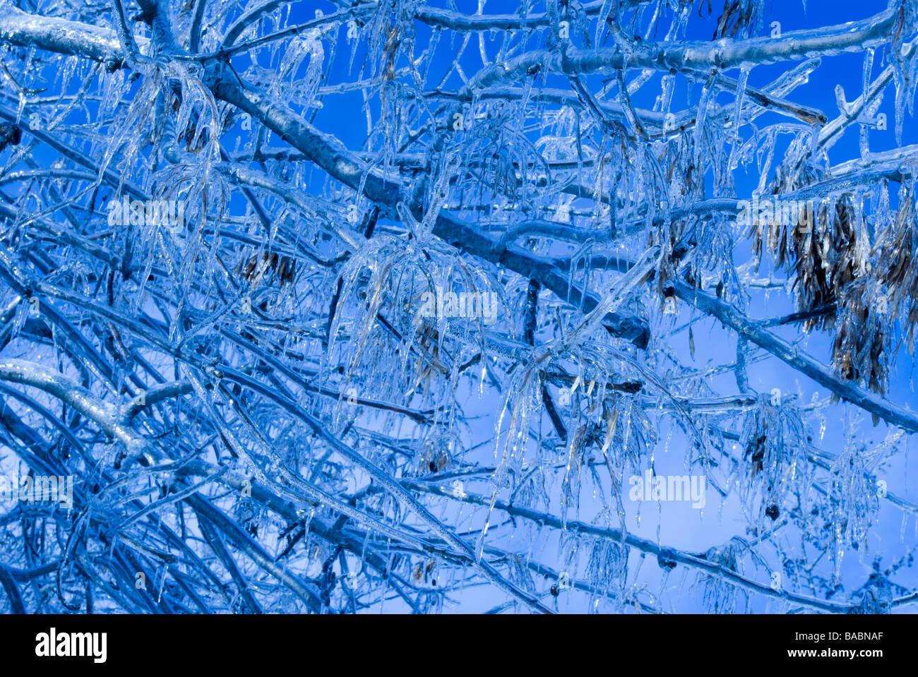 Ice coating tree branches from winter freezing rain in northern Indiana ...