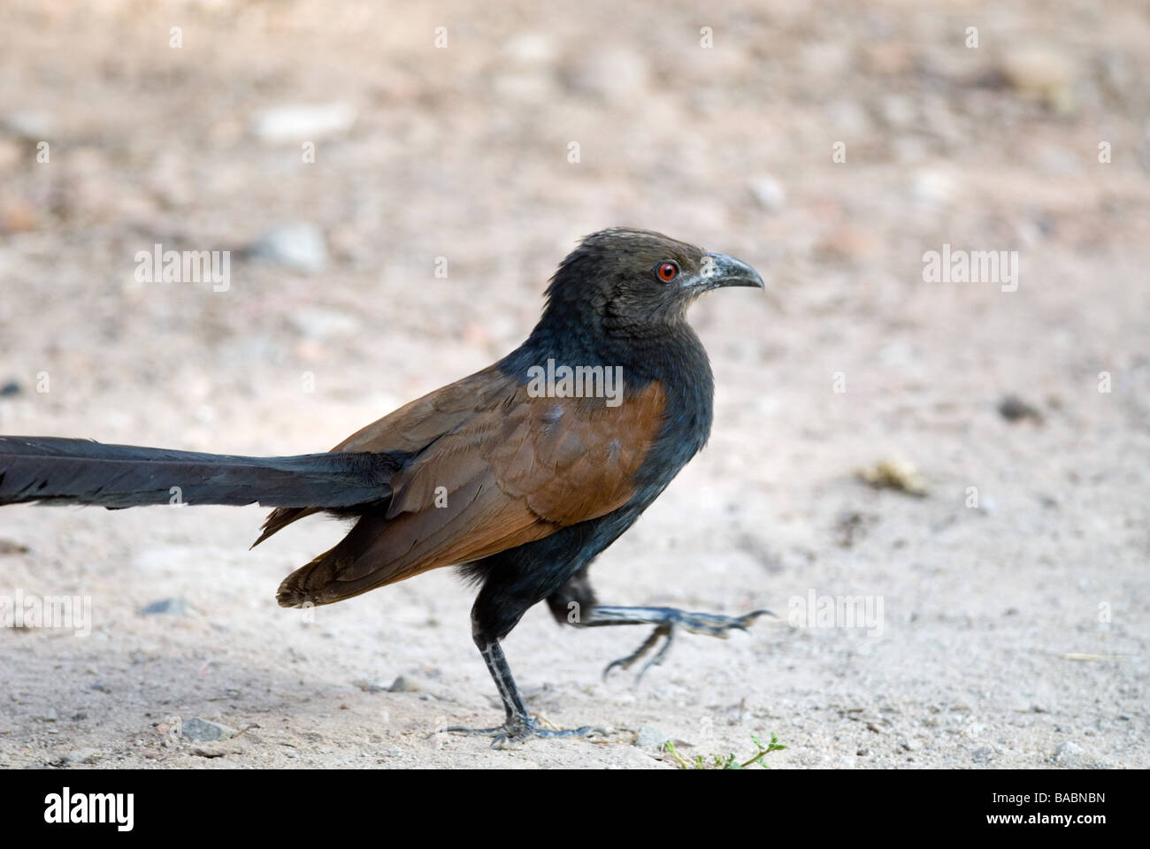 Coucal india hi-res stock photography and images - Alamy
