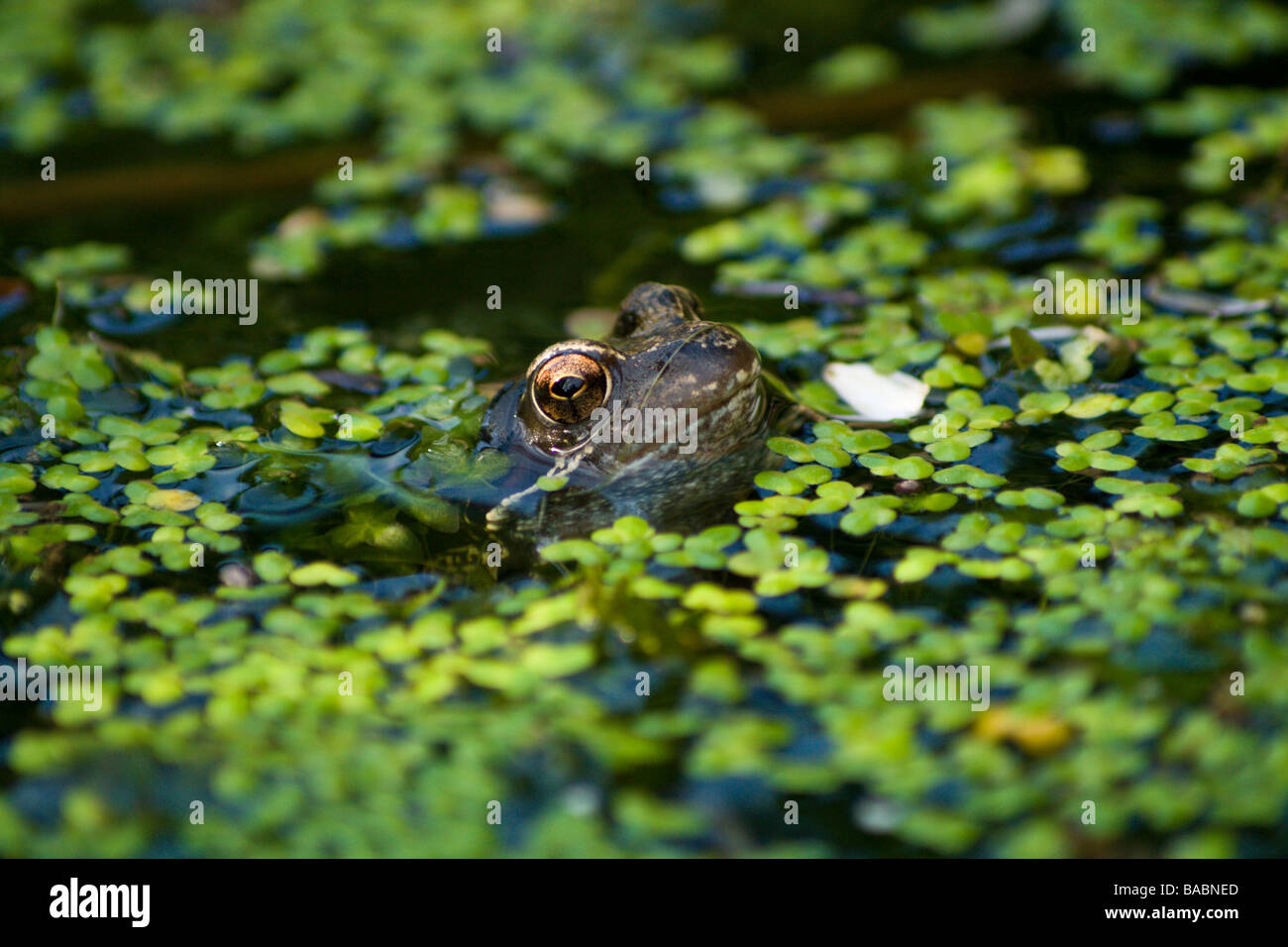 Frog weed pond hi-res stock photography and images - Alamy