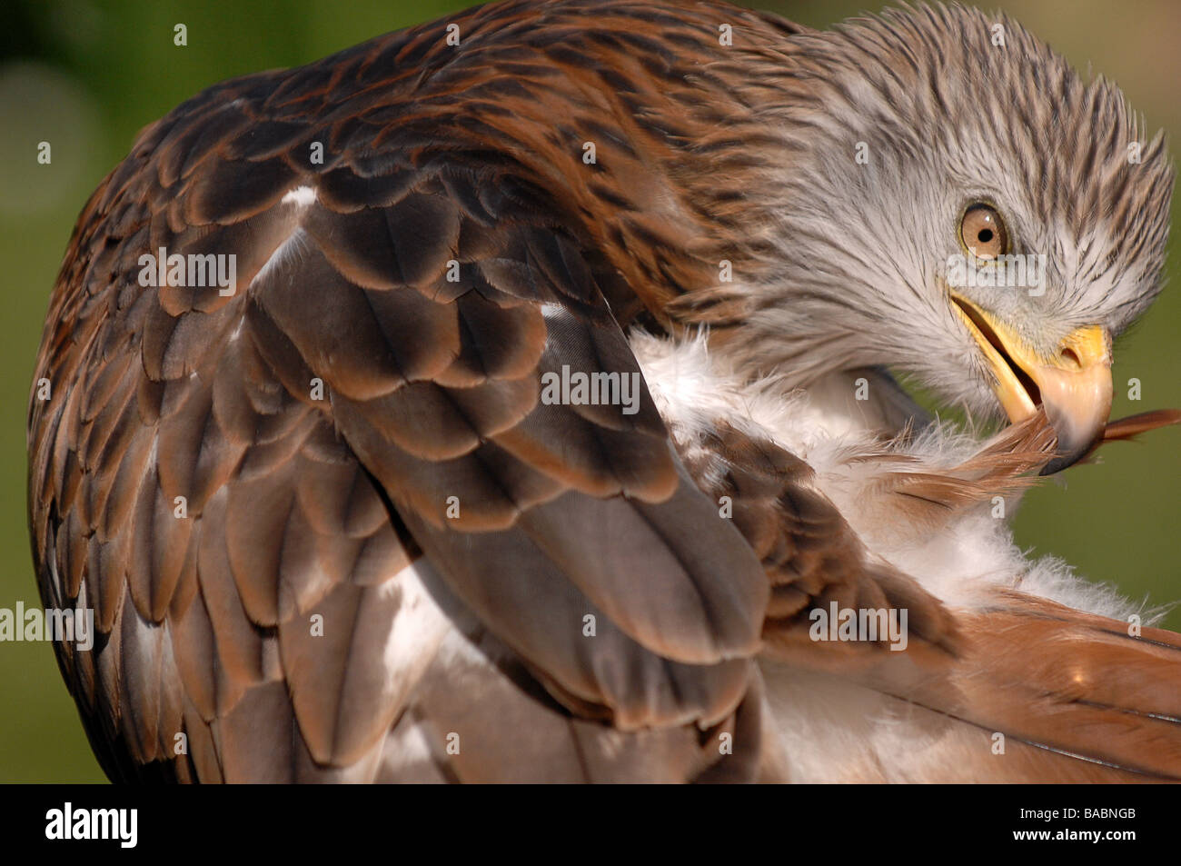 Red kite international centre hi-res stock photography and images - Alamy
