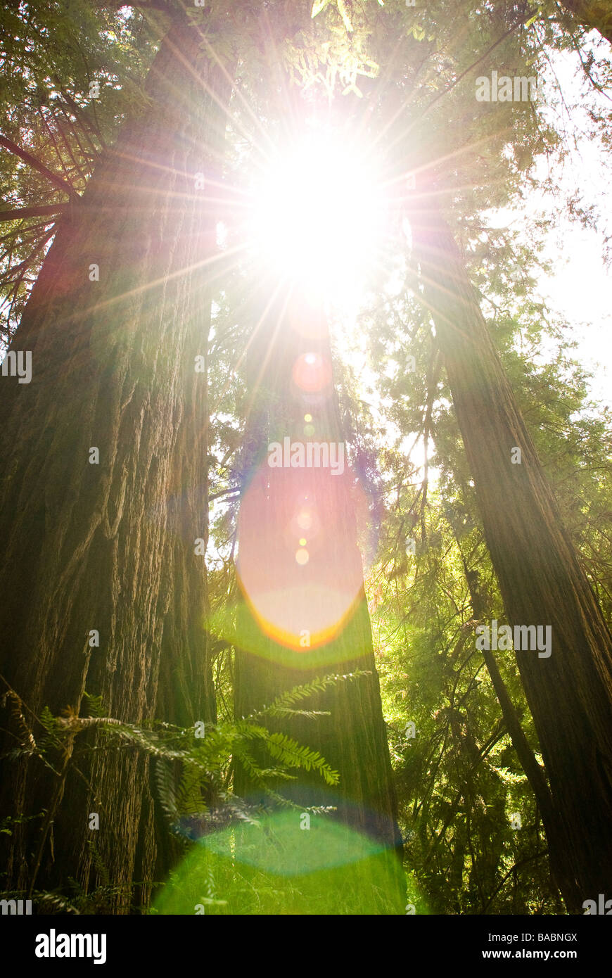Giant Sequoia Trees Sun High Resolution Stock Photography and Images ...