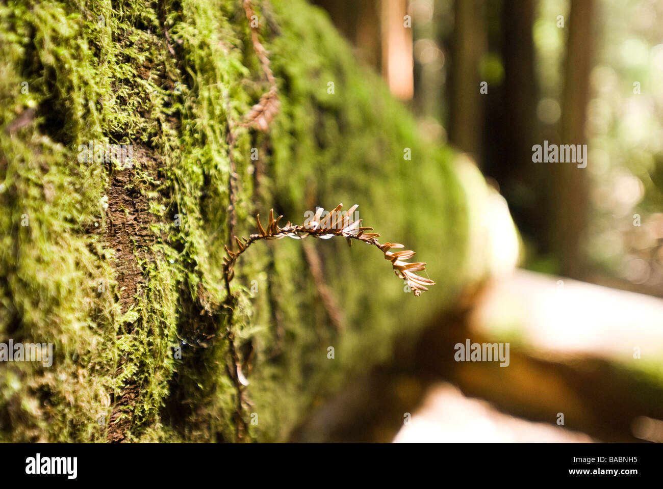 Sequoia Forest in California Stock Photo - Alamy