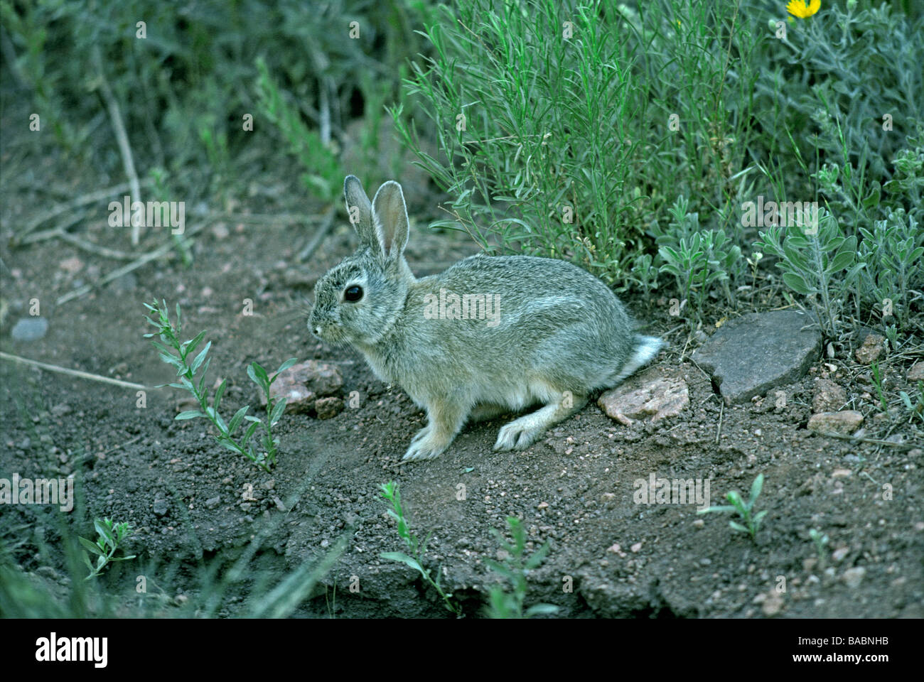 , mountain cottontail colorado hi-res stock photography and images - Alamy