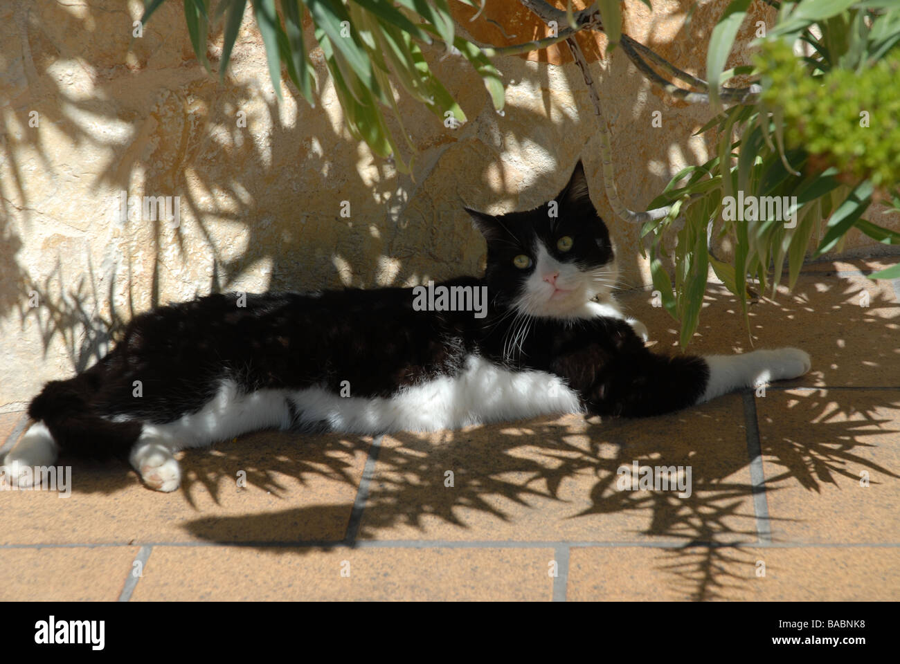 Black And White Tom High Resolution Stock Photography and Images - Alamy