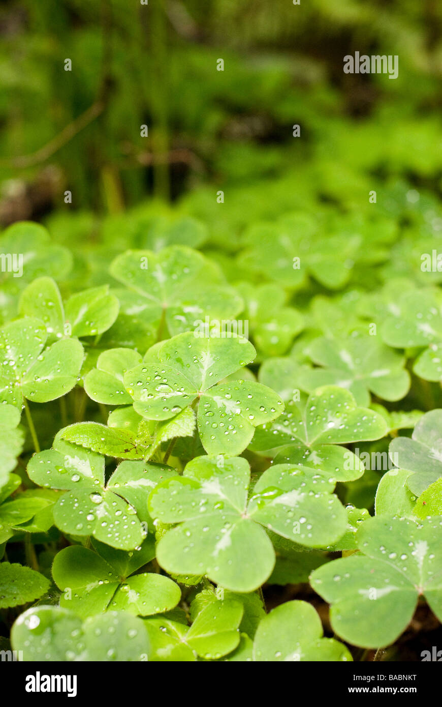 Leaves in clovers hi-res stock photography and images - Alamy