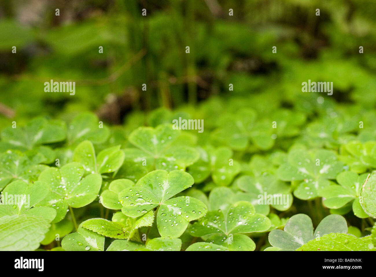 clovers in the forest Stock Photo - Alamy