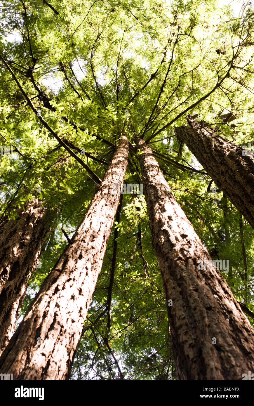 Giant Sequoia Tree Branches High Resolution Stock Photography and ...
