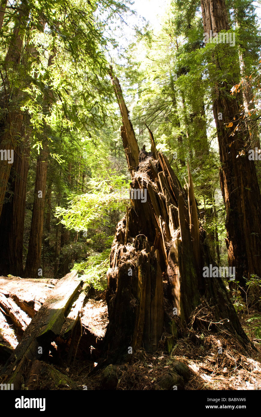 Redwood forest floor hi-res stock photography and images - Alamy