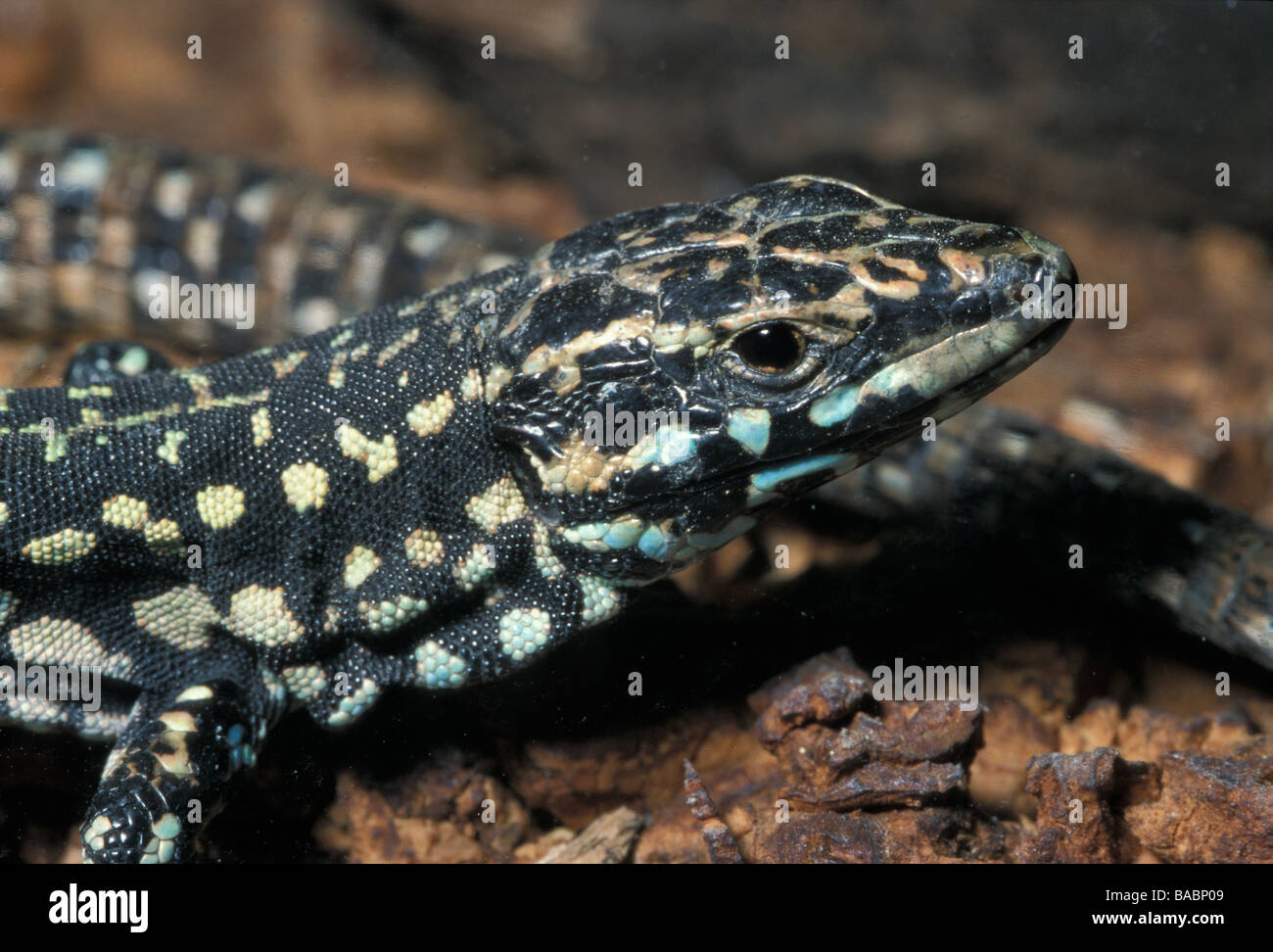Malta Lizard Podarcis filfolensis, Lacertidae, Malta, Linosa, Gozo ...
