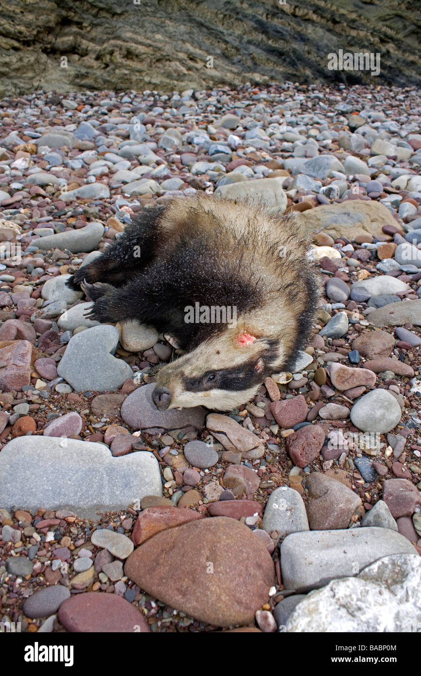 Dead Badger on beach Stock Photo - Alamy