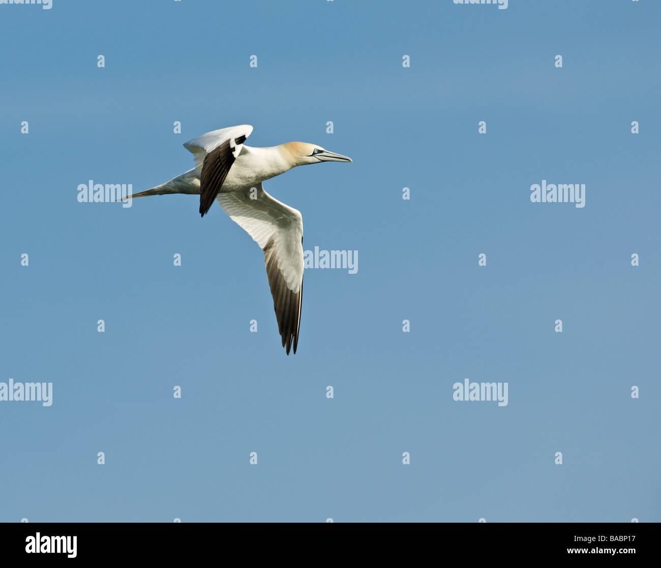 Bird banking hi-res stock photography and images - Alamy