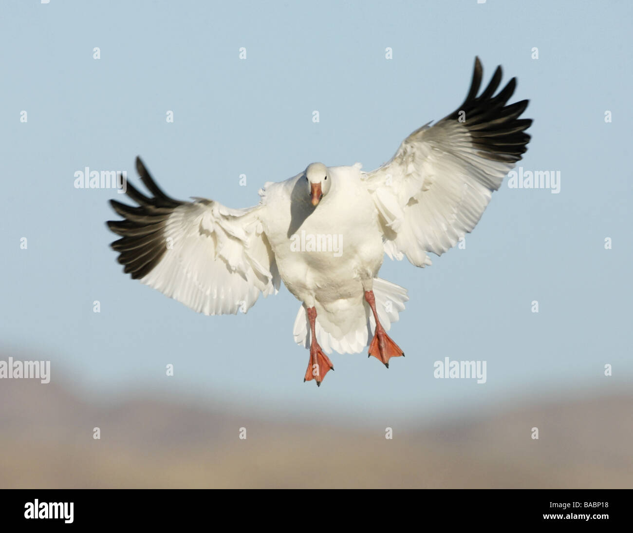 Incoming Snow Goose with Mountain Background Stock Photo - Alamy