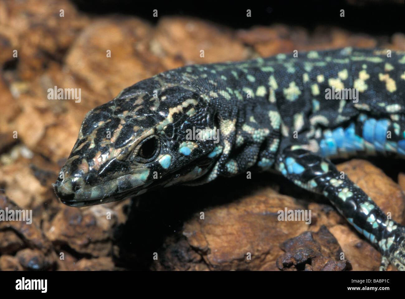 Malta Lizard Podarcis filfolensis, Lacertidae, Malta, Linosa, Gozo ...