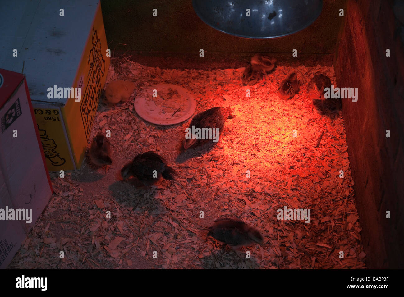 Chicks under infrared heat light Stock Photo - Alamy