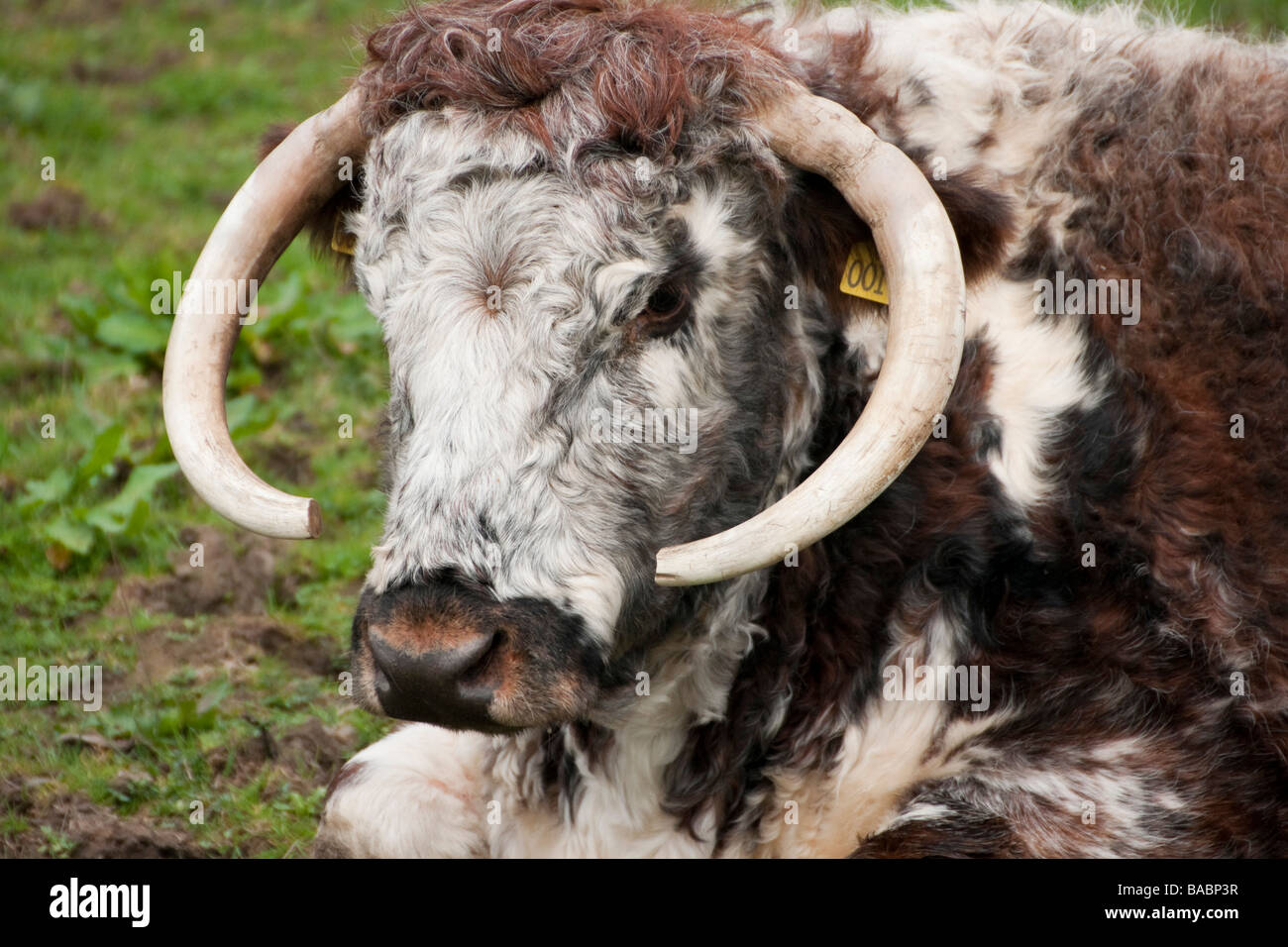 Cattle horn cut hi-res stock photography and images - Alamy